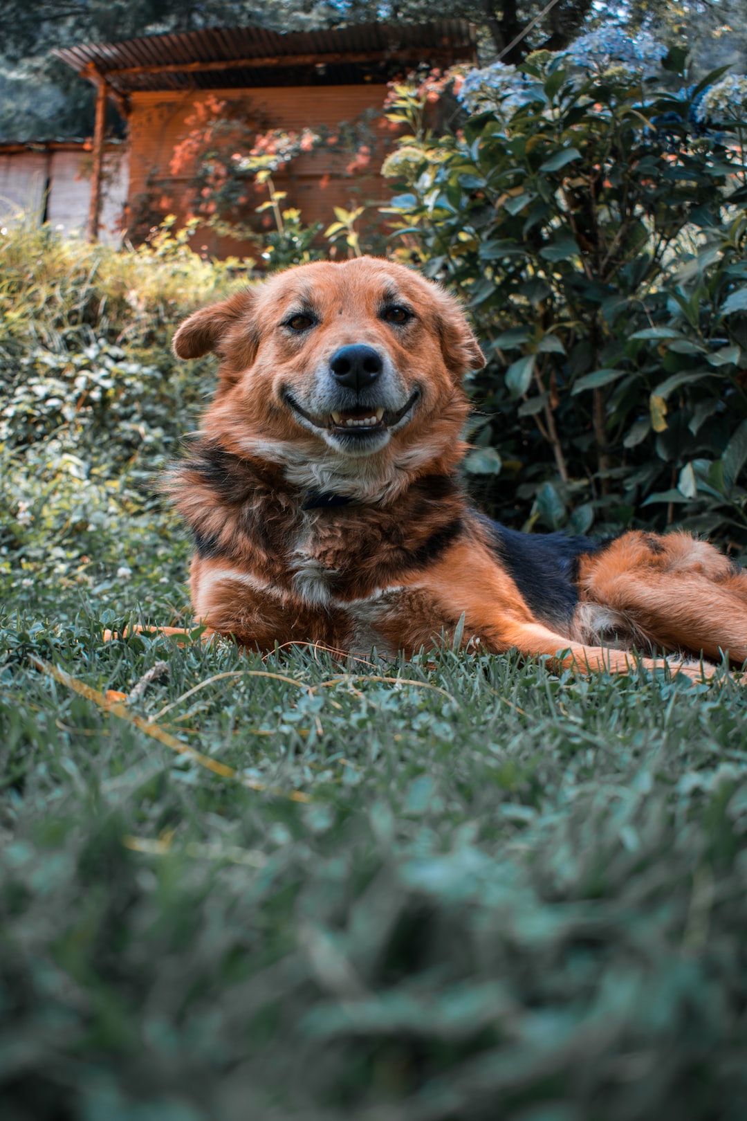 The Therapeutic Role of Pets in Reducing Stress and Anxiety - Incline ...